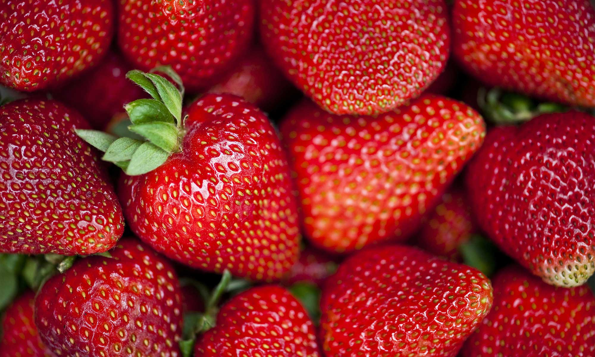 QUEL EST LE RENDEMENT MOYEN DES FRAISES ? • Plants de fraises.fr