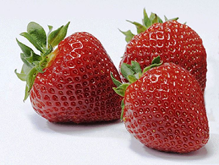 Fraise Polka – 10 plants • Plants de fraises.fr