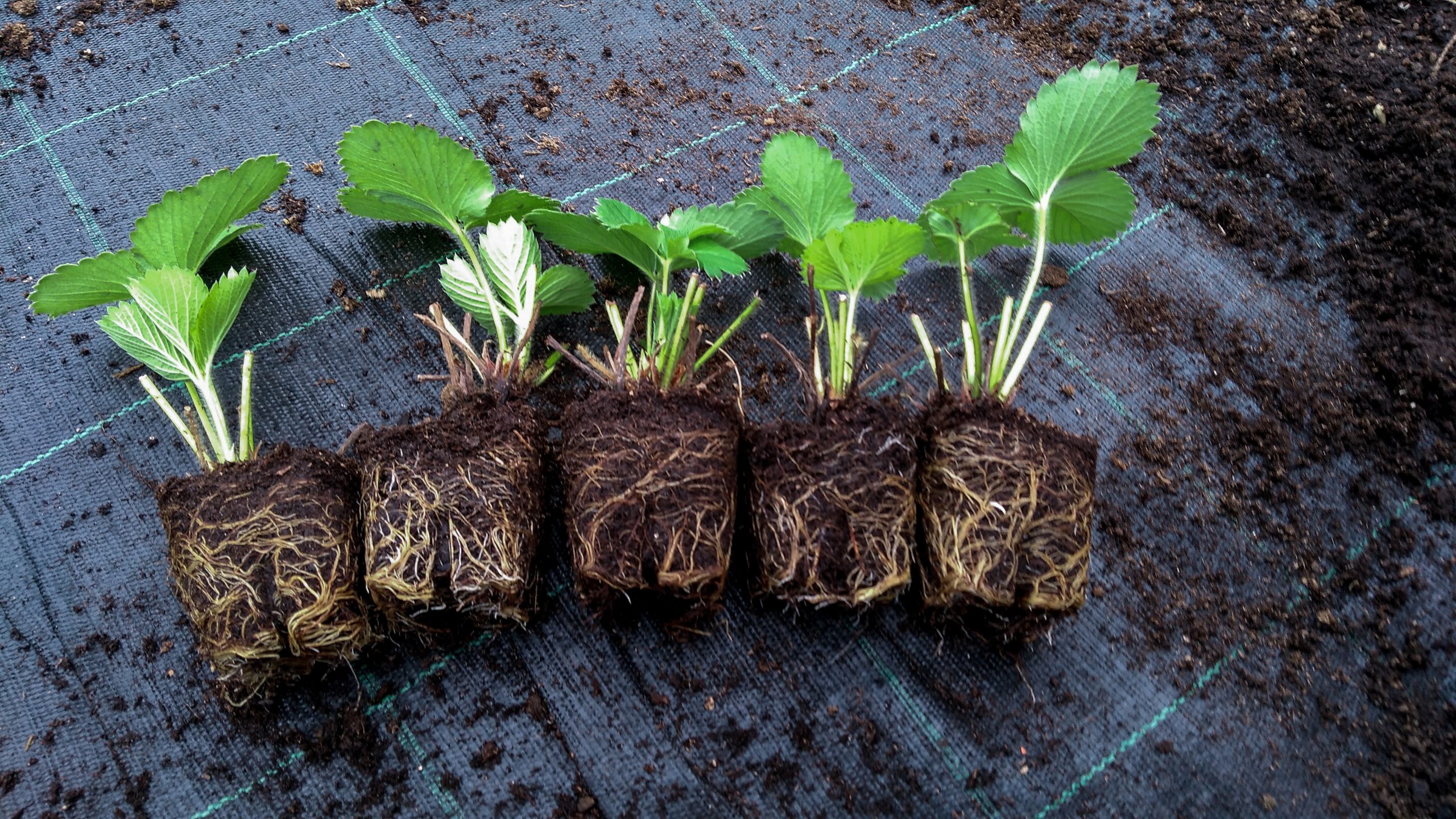 Plants de fraises pour les planteurs • Plants de fraises.fr